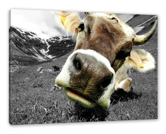 Pixxprint Kuhschnauze Nahaufnahme B&W Detail, Gr&ouml;&szlig;e: 100x70cm, Leinwandbild, fertig gespannt, Wandbild, Dekoration, Kunstdruck, kein Poster