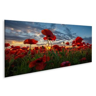 Islandburner Bild auf Leinwand Roter Mohn im Sonnenuntergang mit dramatischem Himmel Bilder Wandbilder Poster