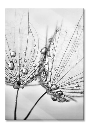 Pixxprint Glasbild, Wandbild aus Echtglas, Pusteblumen mit Tautropfen, 60x80 cm, inkl. Aufhängung und Abstandshalter