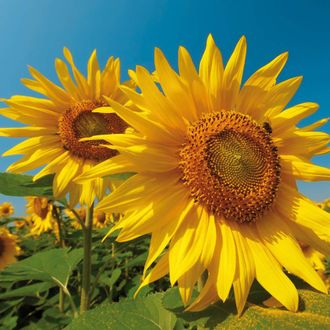 1art1 Blumen Poster Sonnenblumen-Feld Kunstdruck Bild 70x70 cm