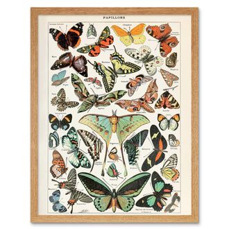 Artery8 Millot Nature Encyclopedia Seite Vielfalt Schmetterlinge Gerahmter Druck 30x40 cm