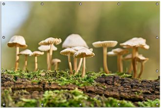 Wallario Outdoor-Poster f&uuml;r Garten oder Balkon Pilze auf Baumstamm, Motivbanner Gr&ouml;&szlig;e: ca. 120 x 180 cm, Outdoor-Bild