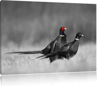 Pixxprint zwei Fasane auf Wiese B&W, Größe: 60x40cm, Leinwandbild, fertig gespannt, Wandbild, Dekoration, Kunstdruck, kein Poster