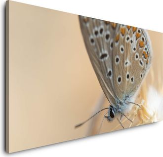 Paul Sinus Art Schmetterling auf einem Ast 120x 60cm Panorama Leinwand Bild XXL Format Wandbilder Wohnzimmer Wohnung Deko Kunstdrucke