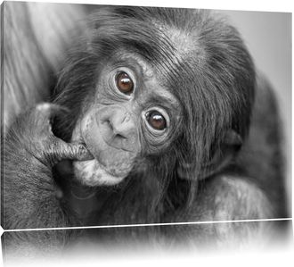 Pixxprint süßes Orang-Utan-Junges B&W, Größe: 100x70cm, Leinwandbild, fertig gespannt, Wandbild, Dekoration, Kunstdruck, kein Poster