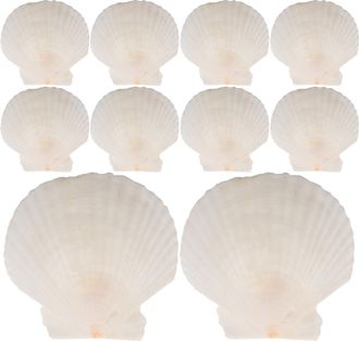 NUOBESTY Nat&uuml;rliche Jakobsmuscheln 21 St&uuml;ck 6 8cm Wei&szlig; f&uuml;r Selbstgemacht Bastelprojekte Aquarium und Stranddeko Meeresschmuck