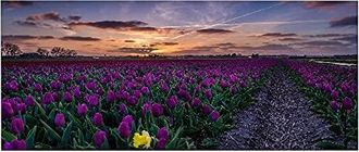 Homemania Bild Blumen Natur und Landschaften für Wohnzimmer, Schlafzimmer, mehrfarbig, 70 x 3 x 100 cm, -HM20KNV70 x 100 - 119, Polyester, Holz