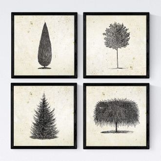 Nacnic Set von vier Bl&auml;ttern der B&auml;ume. B&auml;ume unterschiedlicher Gr&ouml;&szlig;e 30x30 cm, alten Papierhintergrund Vintage-Poster Papier 250g und qualitativ hochwertige