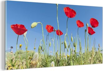 MuchoWow Glasbild Glasfoto Wandbild Bilder Deko 160x80 cm Rote Mohnblumen unter einem strahlend blauen Himmel in der T&uuml;rkei