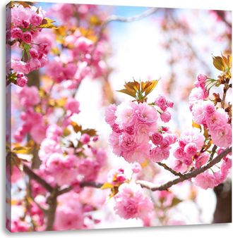 Pixxprint Sch&ouml;ne Kirschbl&uuml;ten, Gr&ouml;&szlig;e: 70x70, Leinwandbild Quadratisch, Wandbild, Kunstdruck, fertig bespannt