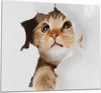 Wallario Herdabdeckplatte/Spritzschutz aus Glas, 1-teilig, 60x52cm mit 13mm hohen Füßen, für Ceran- und Induktionsherde, Katze mit Blick nach Oben