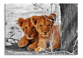Pixxprint Glasbild, Wandbild aus Echtglas, Junge L&ouml;wen im Schatten eines Baumes B&W Detail, 60x40 cm, inkl. Aufh&auml;ngung und Abstandshalter