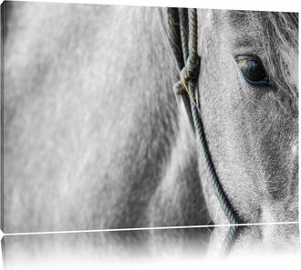 Pixxprint prachtvolles Pferd B&W, Größe: 100x70cm, Leinwandbild, fertig gespannt, Wandbild, Dekoration, Kunstdruck, kein Poster