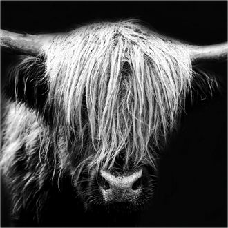 Wallario Sticker/Aufkleber f&uuml;r K&uuml;hlschrank/Geschirrsp&uuml;ler/K&uuml;chenschr&auml;nke, Selbstklebende Folie - 60 x 60 cm, Motiv: Highlander in schwarz-wei&szlig;