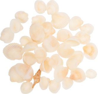 Healifty Naturmuscheln Selbstgemacht Bastelset Kleine Spiralf&ouml;rmige Muscheln Wei&szlig;e Austernschalen zur Wohnraum und Aquariumdeko Muscheldekoration f&uuml;r Vasenf&uuml;ll