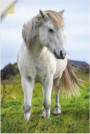 Artland ARTland Wanddeko Wandtattoo selbstklebende Vinylfolie 40x60 cm Natur Pferde Weißes Islandpferd Pony U5LO