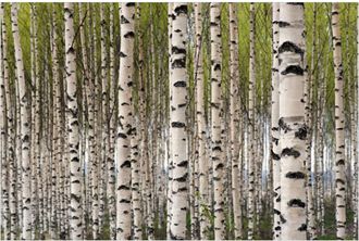 Wallario Poster - Birkenwald - Baumstämme in schwarz weiß in Premiumqualität, Größe: 61 x 91,5 cm (Maxiposter)