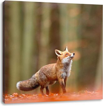 Pixxprint Neugieriger Fuchs im Herbstwald, Größe: 60x60 cm, Leinwandbild Quadratisch, Wandbild, Kunstdruck, fertig bespannt