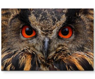 Paul Sinus Art Leinwandbilder | Bilder Leinwand 120x80cm Gesicht einer Eule