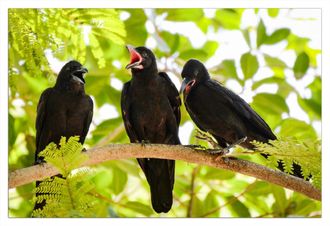 Wallario selbstklebendes Poster - Kr&auml;hen im Gespr&auml;ch, Aufkleber in Premiumqualit&auml;t, Klebefolie Gr&ouml;&szlig;e: 61 x 91,5 cm (Maxiposter)