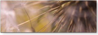 Paul Sinus Art Pusteblume - Fotografie - Panoramabild auf Leinwand in 150x50cm