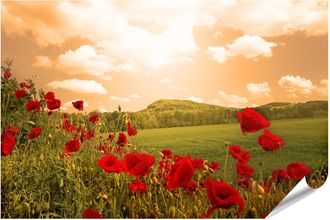 Islandburner XXL Bild Poster Mohnblumen im Sommerfeld bei Sonnenuntergang Premium Bilder Fotodruck
