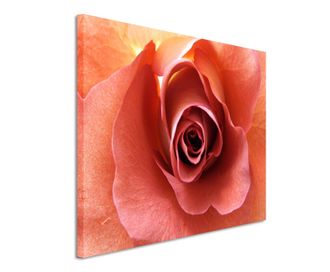Paul Sinus Art Fotoleinwand 90x60cm Naturfotografie - Lachsfarbene romantische Rose auf Leinwand exklusives Wandbild moderne Fotografie f&uuml;r ihre Wand in vielen Gr&ouml;&szlig;e