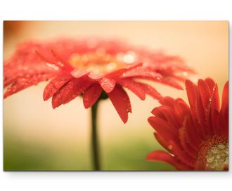Paul Sinus Art Vintage Gerbera - Rote Blumen mit Tau - Leinwandbild 120x80cm
