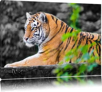 Pixxprint anmutiger Tiger auf Baumstamm B&W, Gr&ouml;&szlig;e: 60x40cm, Leinwandbild, fertig gespannt, Wandbild, Dekoration, Kunstdruck, kein Poster