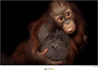 Komar National Geographic Wandbild | Bornean Orangutan | Größe: 70 x 50 cm | ohne Rahmen | Poster, Fotographie, Tier, bedrohte Tierart, Tierbild, Kundstdruc