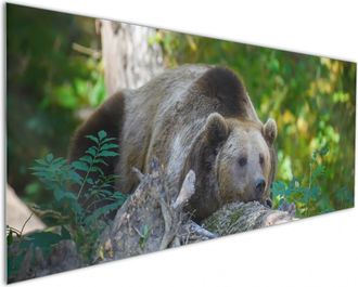 Wallario K&uuml;chenr&uuml;ckwand aus Glas 125 x 50 cm, Motiv: B&auml;r im Wald | Spritzschutz abwischbar & pflegeleicht