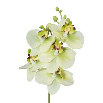 Creativ Home K&uuml;nstliche Orchidee Orchideenzweig Kunstblume Phalaenopsis mit Stiel 27cm. Real Touch Oberfl&auml;che. (Gr&uuml;n)