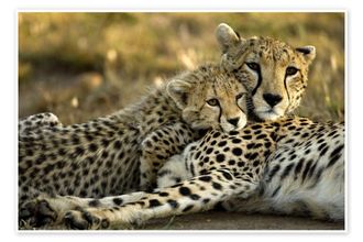 Posterlounge Gepard kuschelt mit Mutter Poster von Joe & Mary Ann McDonald 30 x 20 cm Wandbilder Wanddeko