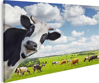 Islandburner Bild auf Leinwand Lustige Kuh Auf Ländlicher Wiese Bilder Wandbilder Poster