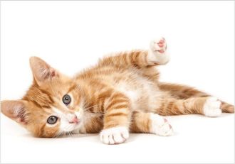 Wallario Poster - S&uuml;&szlig;e Katze mit gro&szlig;en Augen - rot wei&szlig; getigert in Premiumqualit&auml;t, Gr&ouml;&szlig;e: 70 x 100 cm (Riesenposter)