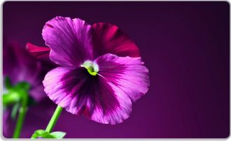 Wallario Frühstücksbrettchen aus Glas, Glasunterlage, Glasbrettchen Lila Stiefmütterchen, Größe 14 x 23 cm, Sicherheitsglas