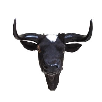 Generic Stierkopf Wanddeko Bionischer Stierkopf aus Echtem Leder Zur Wandmontage Hohlschale aus Kunststoff Robust und Unzerbrechlich Tierkopf Wanddekoration f