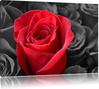 Pixxprint Romantische Rosen, Größe: 100x70cm, Leinwandbild, fertig gespannt, Wandbild, Dekoration, Kunstdruck, kein Poster