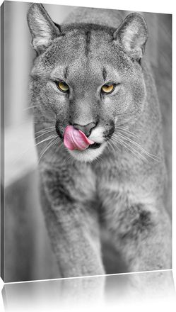 Pixxprint anmutiger Puma B&W, Größe: 60x40cm, Leinwandbild, fertig gespannt, Wandbild, Dekoration, Kunstdruck, kein Poster