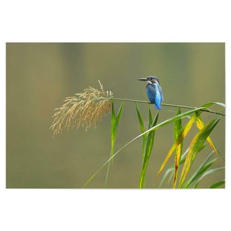 artboxONE Poster 90x60 cm Tiere Eisvogel 2 hochwertiger Design Kunstdruck - Bild Natur Eisv&ouml;gel Kingfisher