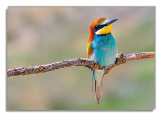 Wallario selbstklebendes Poster - Vogel auf AST, Aufkleber in Premiumqualit&auml;t, Klebefolie Gr&ouml;&szlig;e: 70 x 100 cm (Riesenposter)