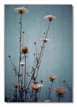 Wallario selbstklebendes Poster - Filigrane Wildblumen, Aufkleber in Premiumqualit&auml;t, Klebefolie Gr&ouml;&szlig;e: 70 x 100 cm (Riesenposter)