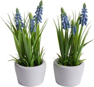 Botanic-Haus künstliches Muscariarrangement/Traubenhyazinthe im grauen Zementtopf Farbe: blau (2 Stück)