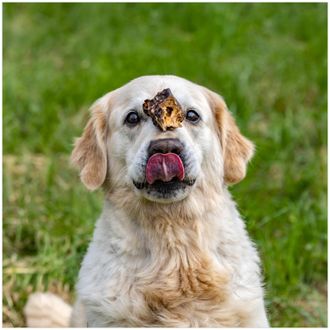 Wallario Sticker/Aufkleber f&uuml;r K&uuml;hlschrank/Geschirrsp&uuml;ler/K&uuml;chenschr&auml;nke, Selbstklebende Folie - 60 x 60 cm, Motiv: Hund trifft Leckerli