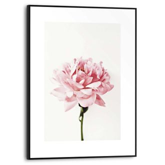 Reinders Gerahmtes Bild, Pfingstrose, Wohnzimmer, Bilder, Wanddeko, Room Decor, MDF, Rosa, 40 x 30