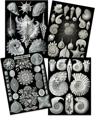 Artery8 Ernst Haeckel Kunstformen Der Natur Teller Natur Vintage Biologie Kunstdruck Poster Home Decor Premium 4er Pack