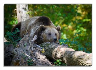 Wallario selbstklebendes Poster - B&auml;r im Wald, Aufkleber in Premiumqualit&auml;t, Klebefolie Gr&ouml;&szlig;e: 70 x 100 cm (Riesenposter)