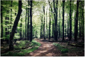 artboxONE Poster 90x60 cm Natur Wald Spaziergang hochwertiger Design Kunstdruck - Bild Wald bltter bume