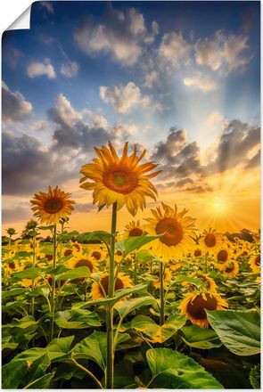 Artland Wanddeko Poster & Kunstdrucke Wandposter 60x90 cm Hochformat Pflanzen Blumen Sonnenblumen Feld Himmel Sonnenuntergang U3OC