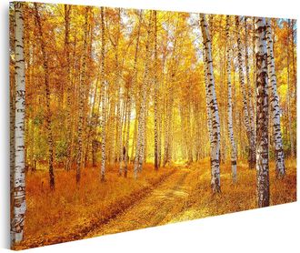 Islandburner Bild auf Leinwand Herbstlicher Birkenwald im goldenen Sonnenlicht Bilder Wandbilder Poster